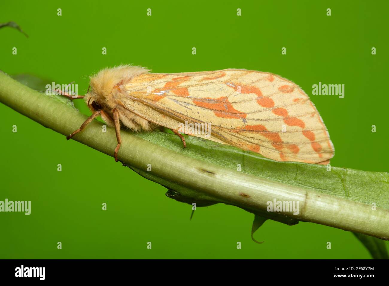 Ghost moth hi-res stock photography and images - Alamy