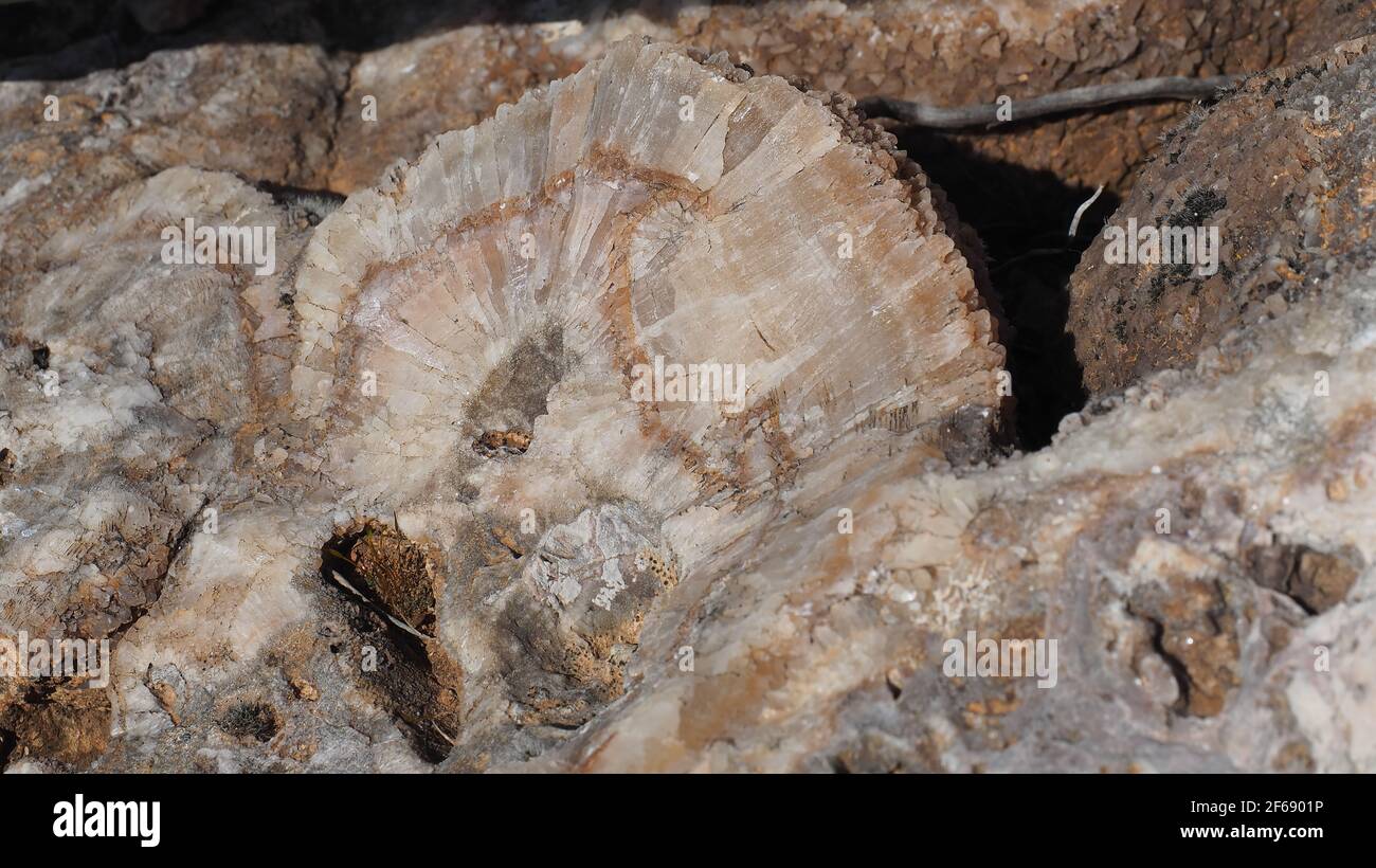 Cystoid hi-res stock photography and images - Alamy