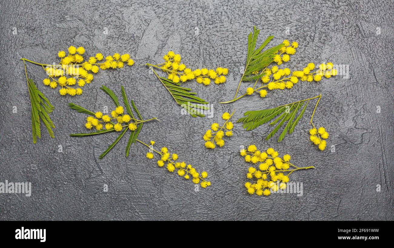 Flat lay banner with branch of yellow mimosa flower Stock Photo - Alamy