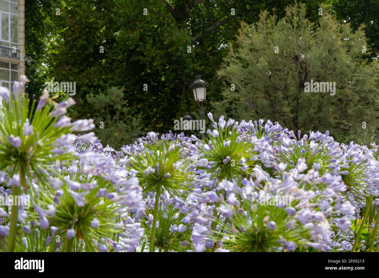 Fountain of Battles in Granada surrounded by purple agapanthus flowers ...