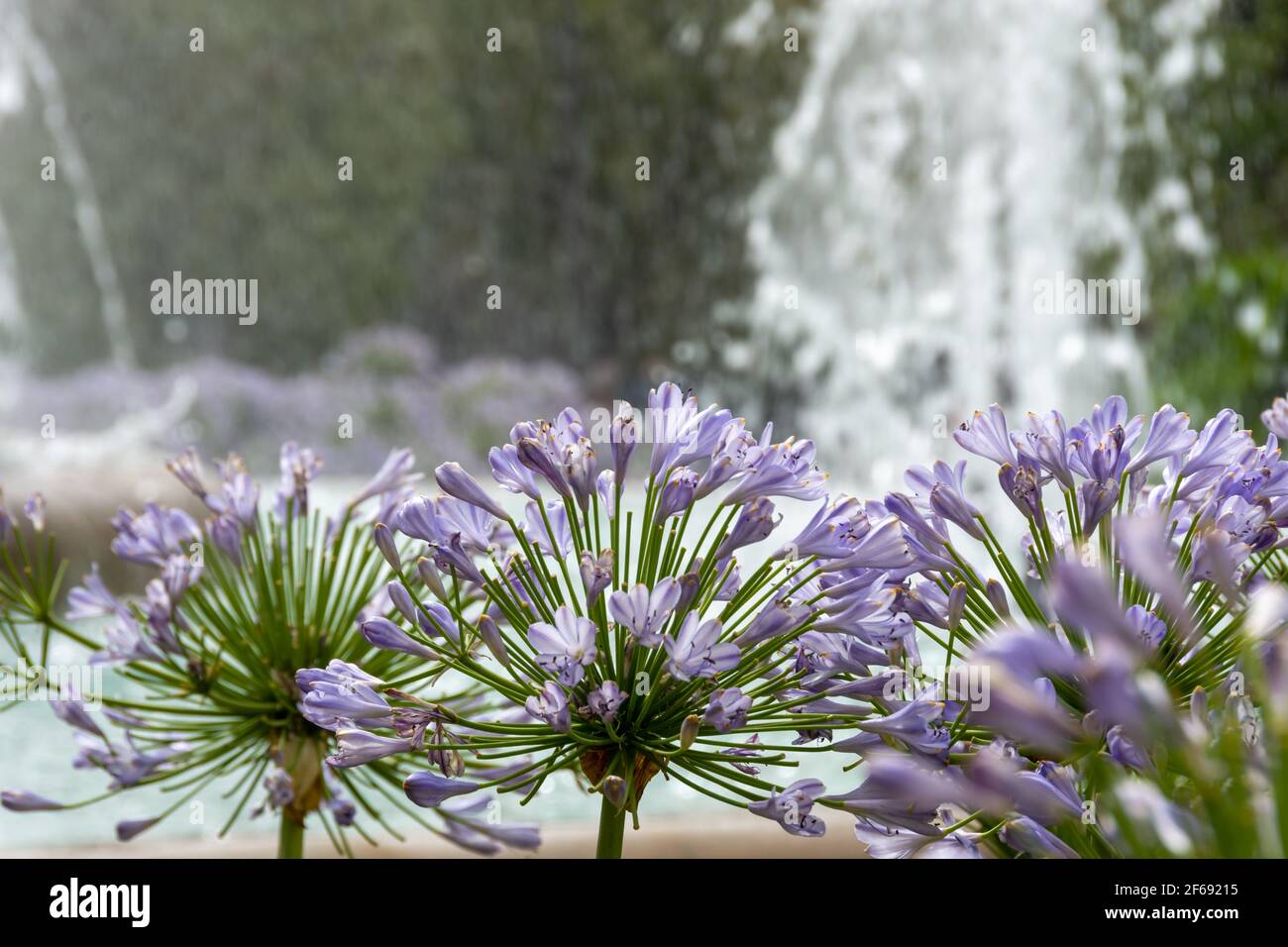 Fountain of Battles in Granada surrounded by purple agapanthus flowers ...