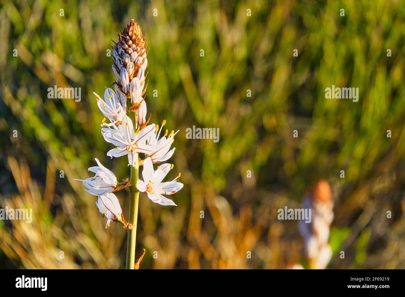 Fistulous asphodel (Asphodelus fistulosus) with nice white flowers on ...
