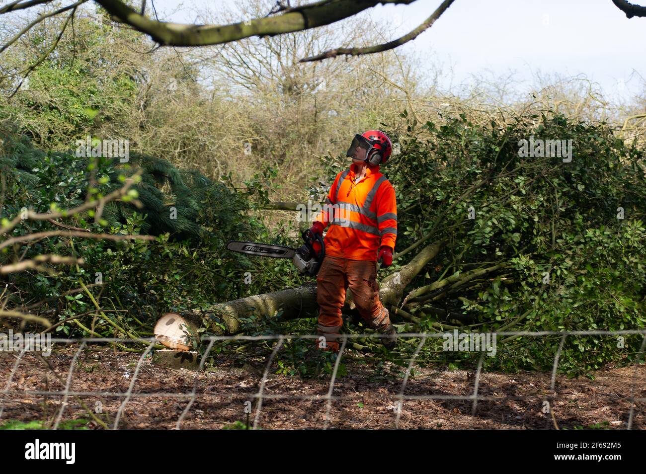 Hs2 tree grabbers hi-res stock photography and images - Alamy