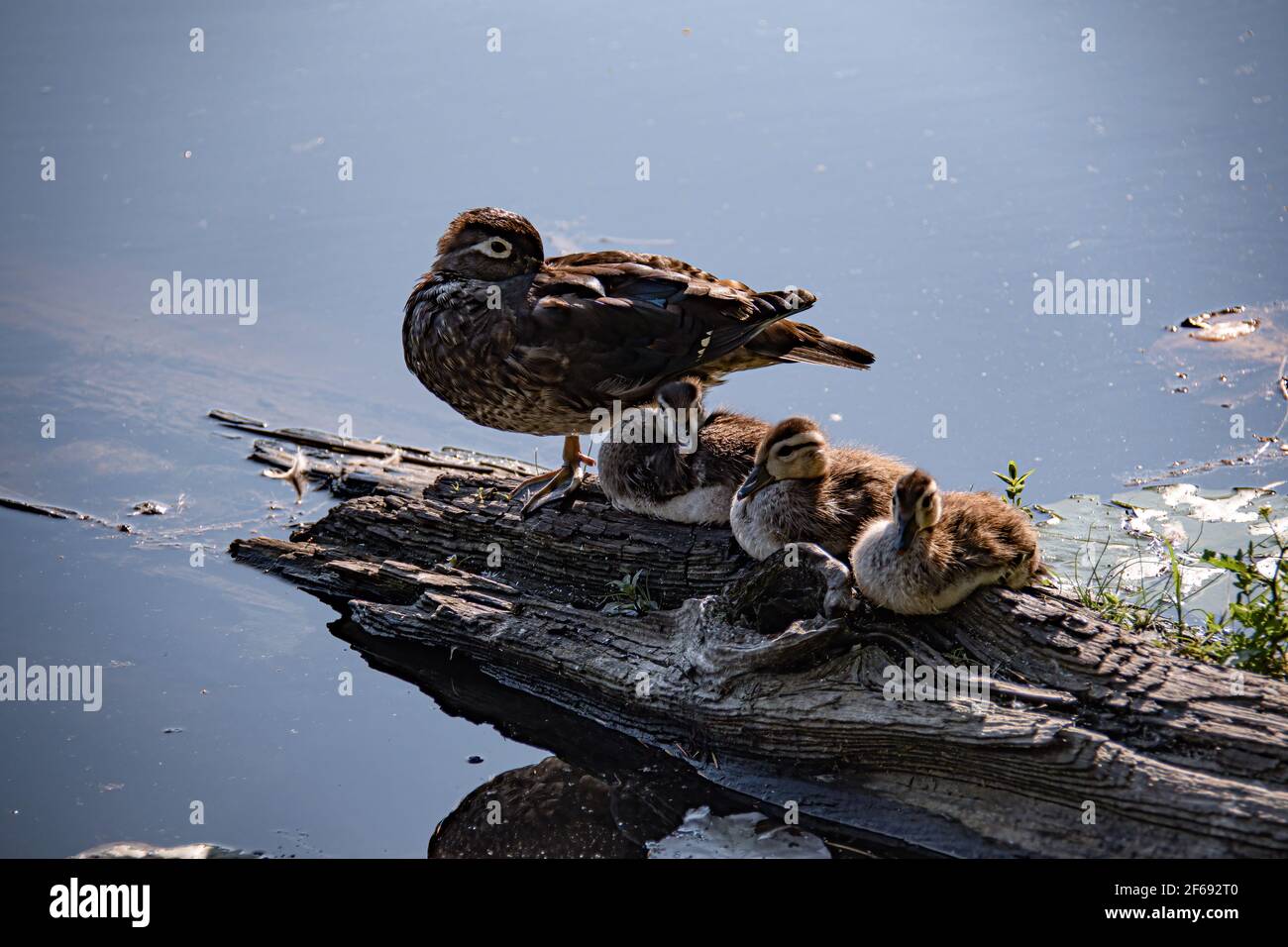 Beaver duck hi-res stock photography and images - Alamy