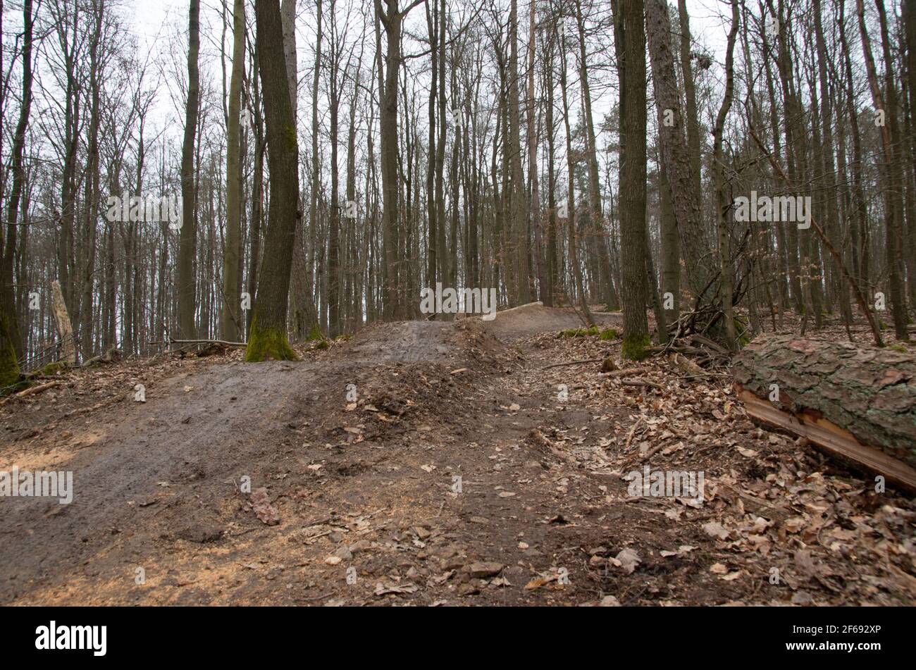 Newly built downhill track in the forest with jumps and narrow curves ...