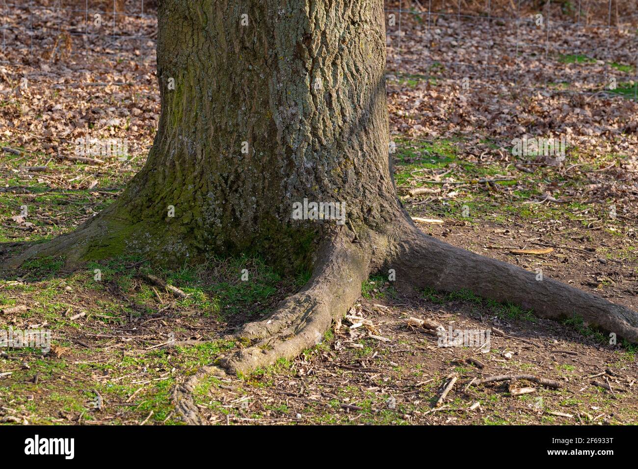 Quercus robur trunk base Stock Photo - Alamy