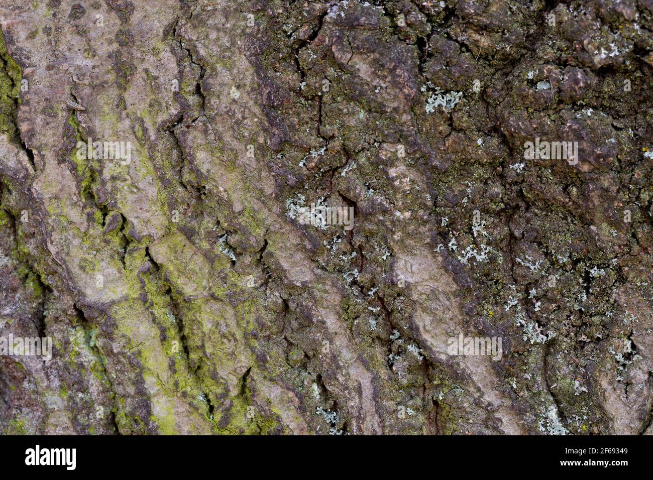 Quercus robur bark Stock Photo - Alamy