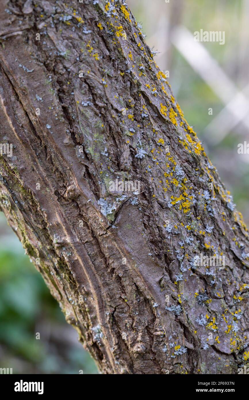 Sambucus nigra bark Stock Photo - Alamy