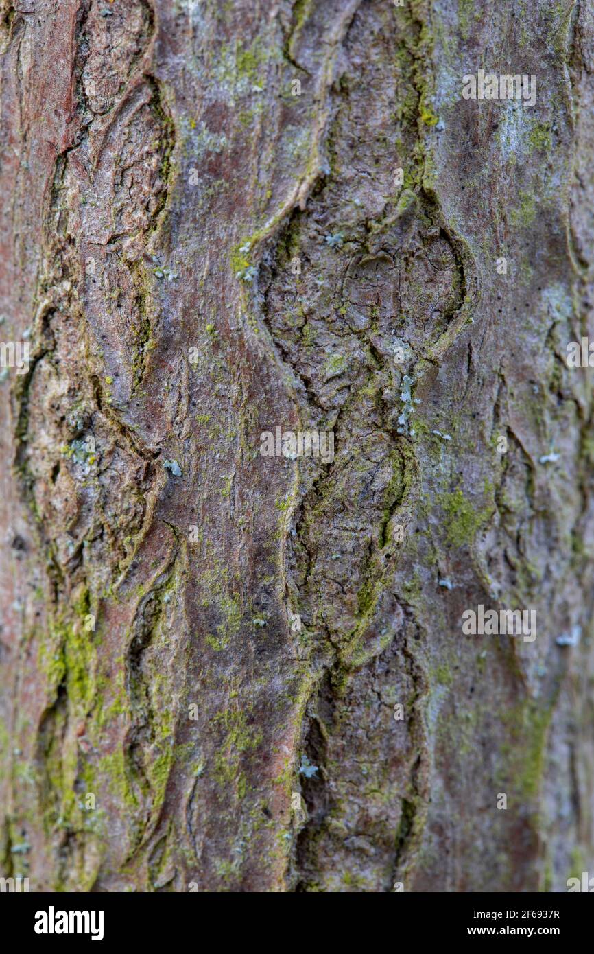 Sambucus nigra bark Stock Photo - Alamy