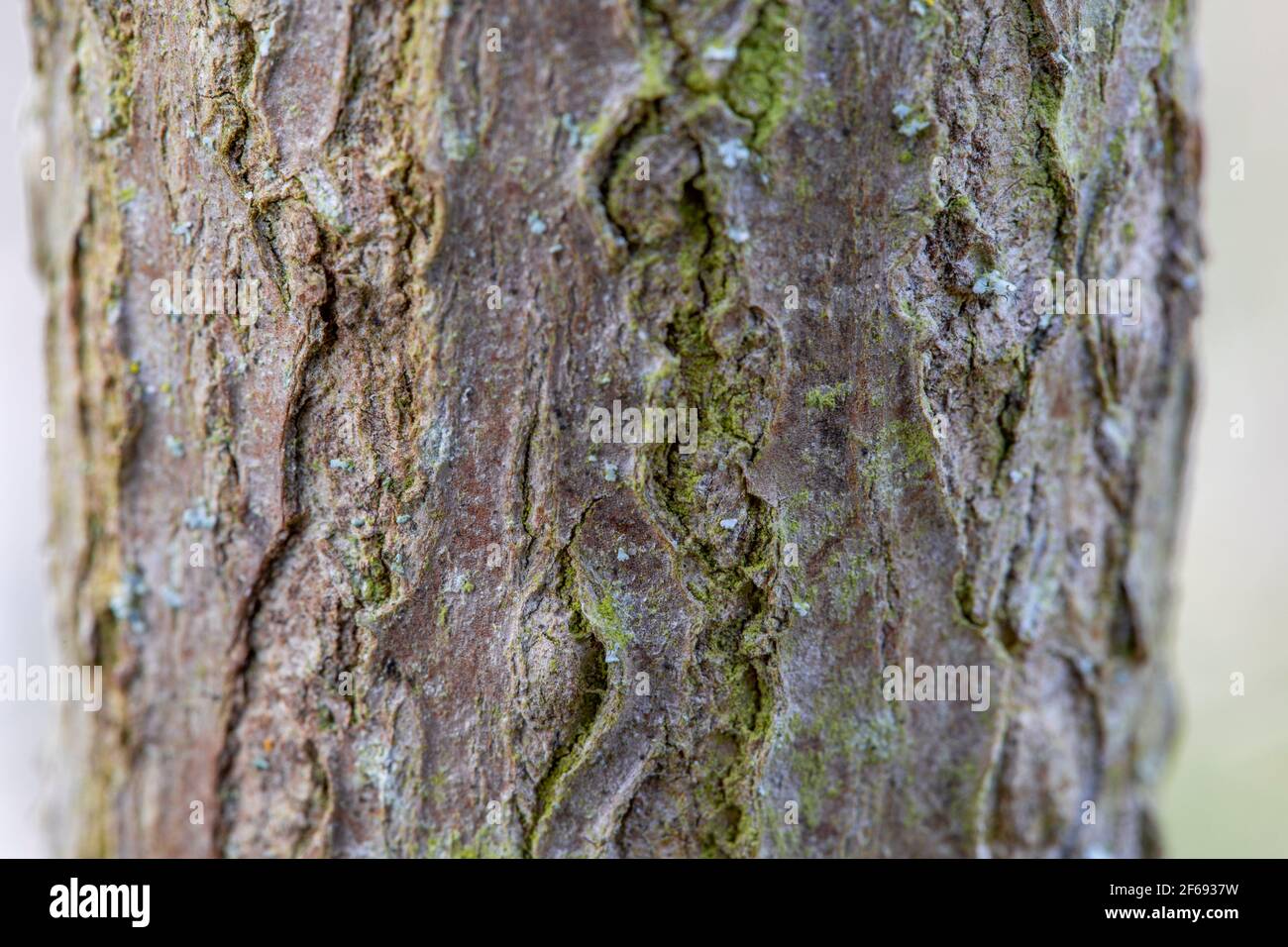 Sambucus nigra bark Stock Photo - Alamy