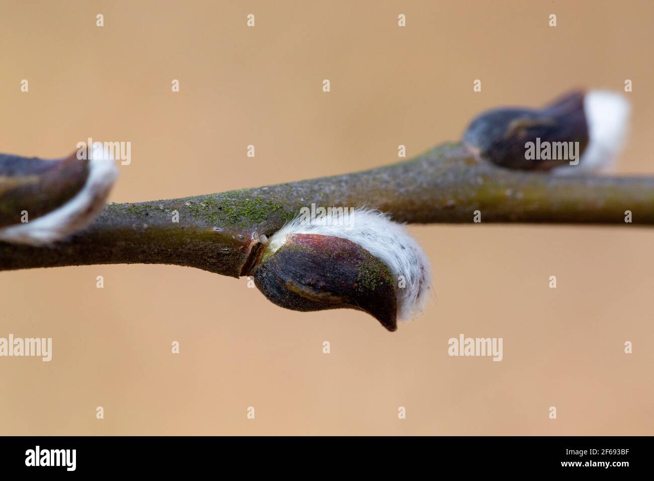 Salix caprea bud Stock Photo - Alamy