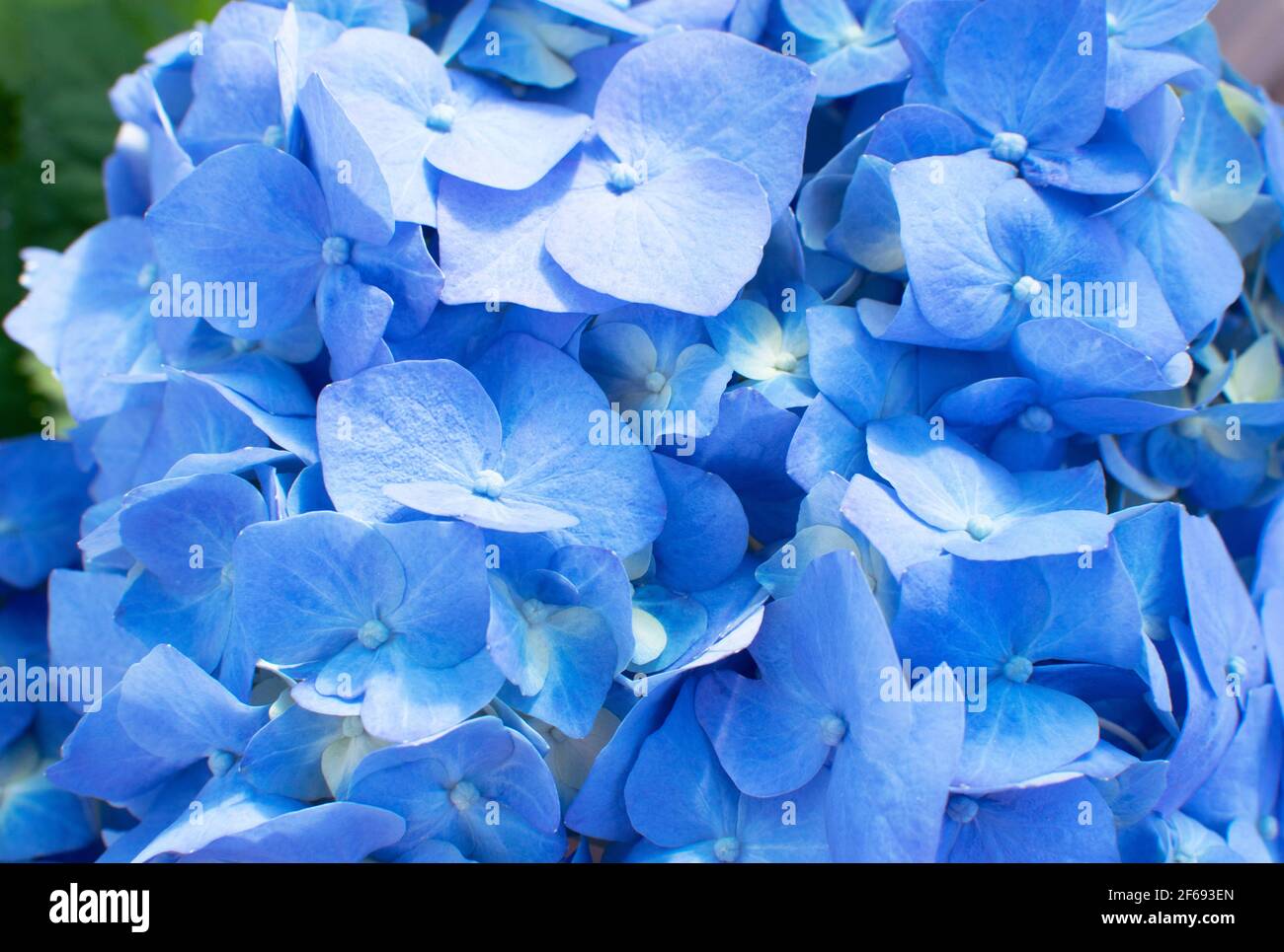 Beautiful blossoming tender blue hydrangea flowers texture, close up ...