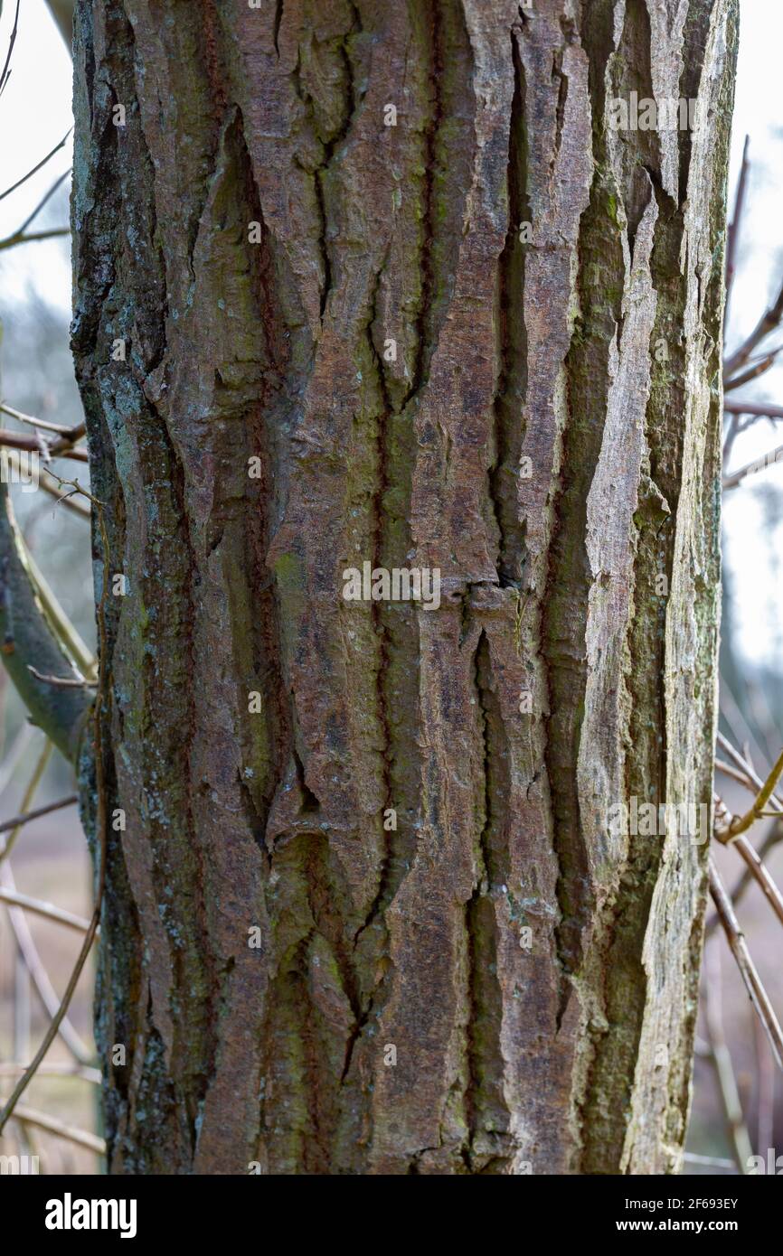 Salix caprea bark Stock Photo - Alamy