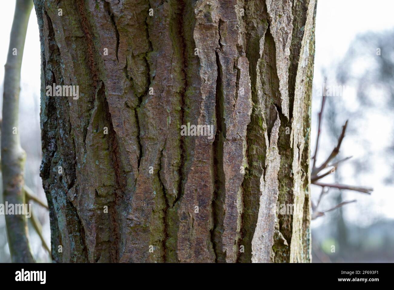 Salix caprea bark Stock Photo - Alamy