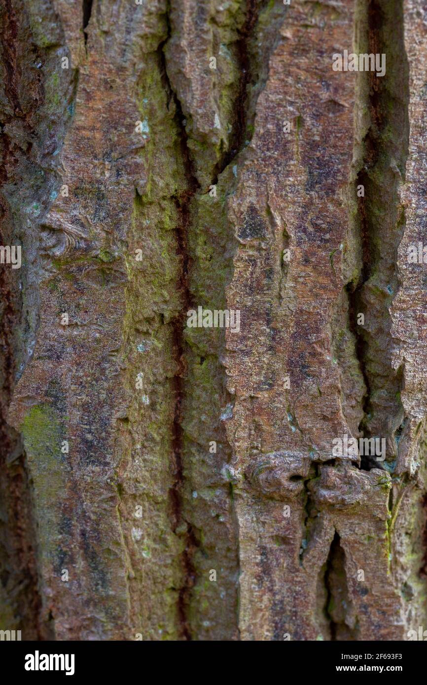 Salix caprea bark Stock Photo - Alamy