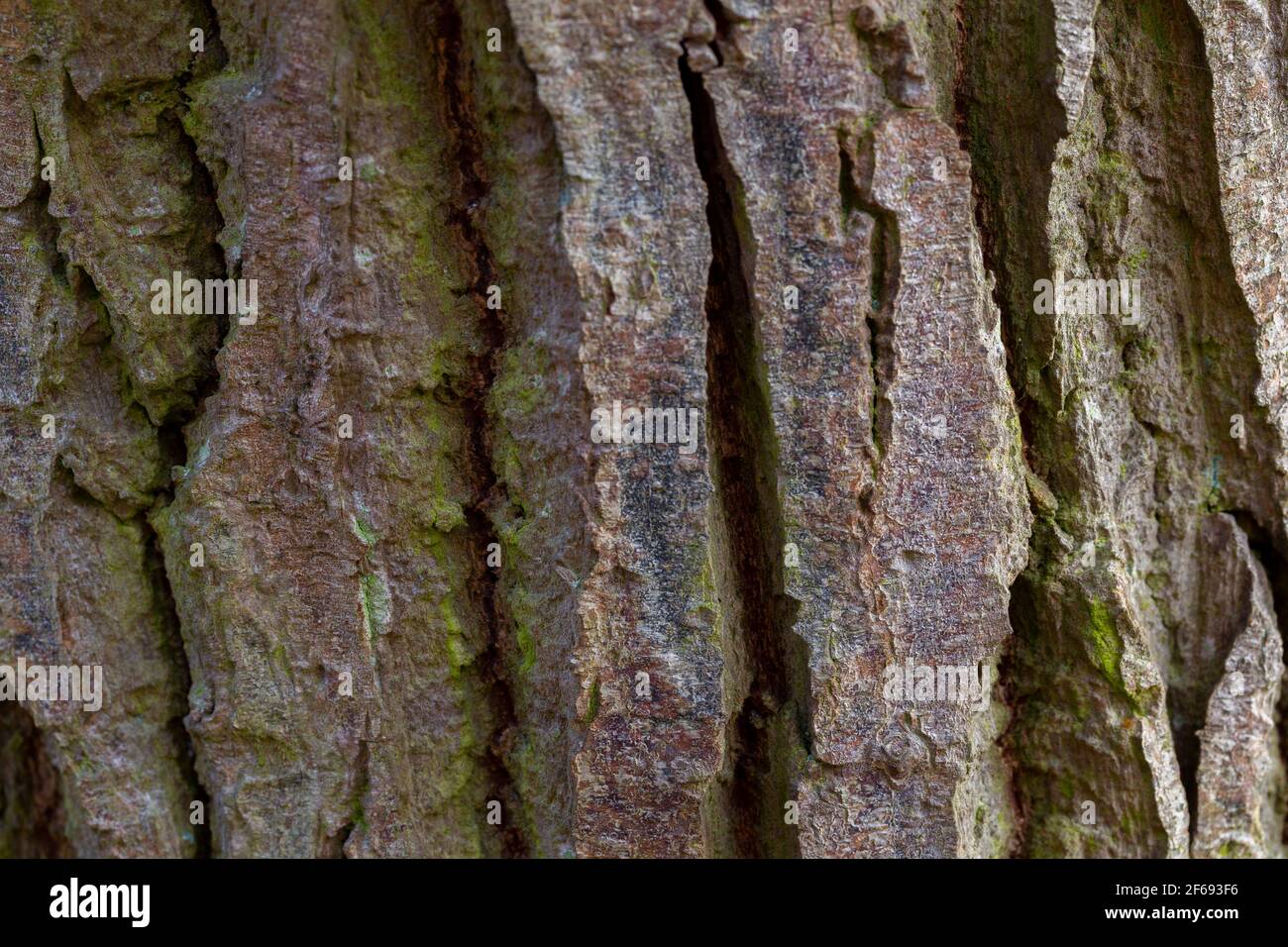 Salix caprea bark Stock Photo - Alamy