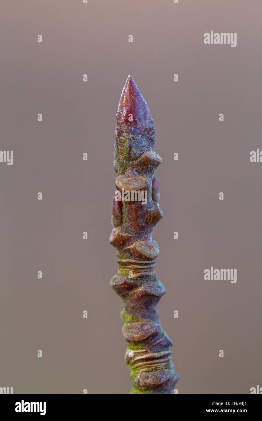 Populus tremula bud hi-res stock photography and images - Alamy