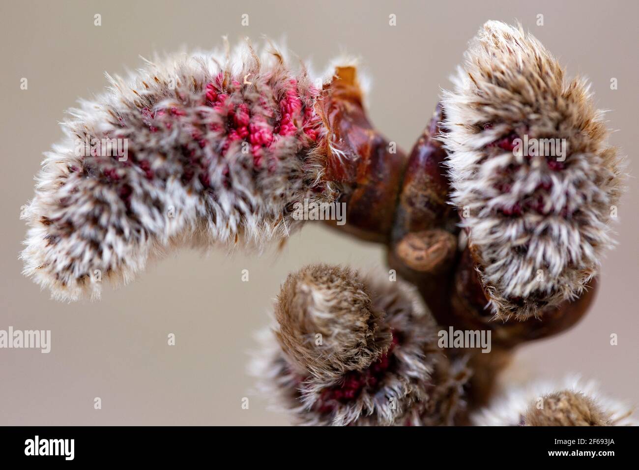 Populus tremula flowers hi-res stock photography and images - Alamy