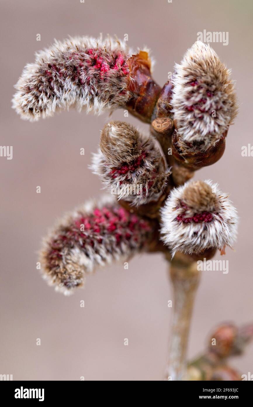 Male flowers of Populus tremula Stock Photo - Alamy