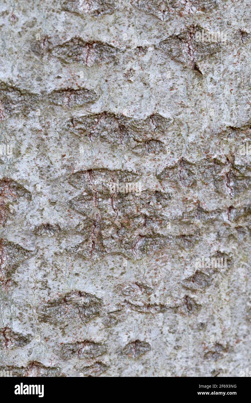 European aspen populus tremula bark hi-res stock photography and images ...