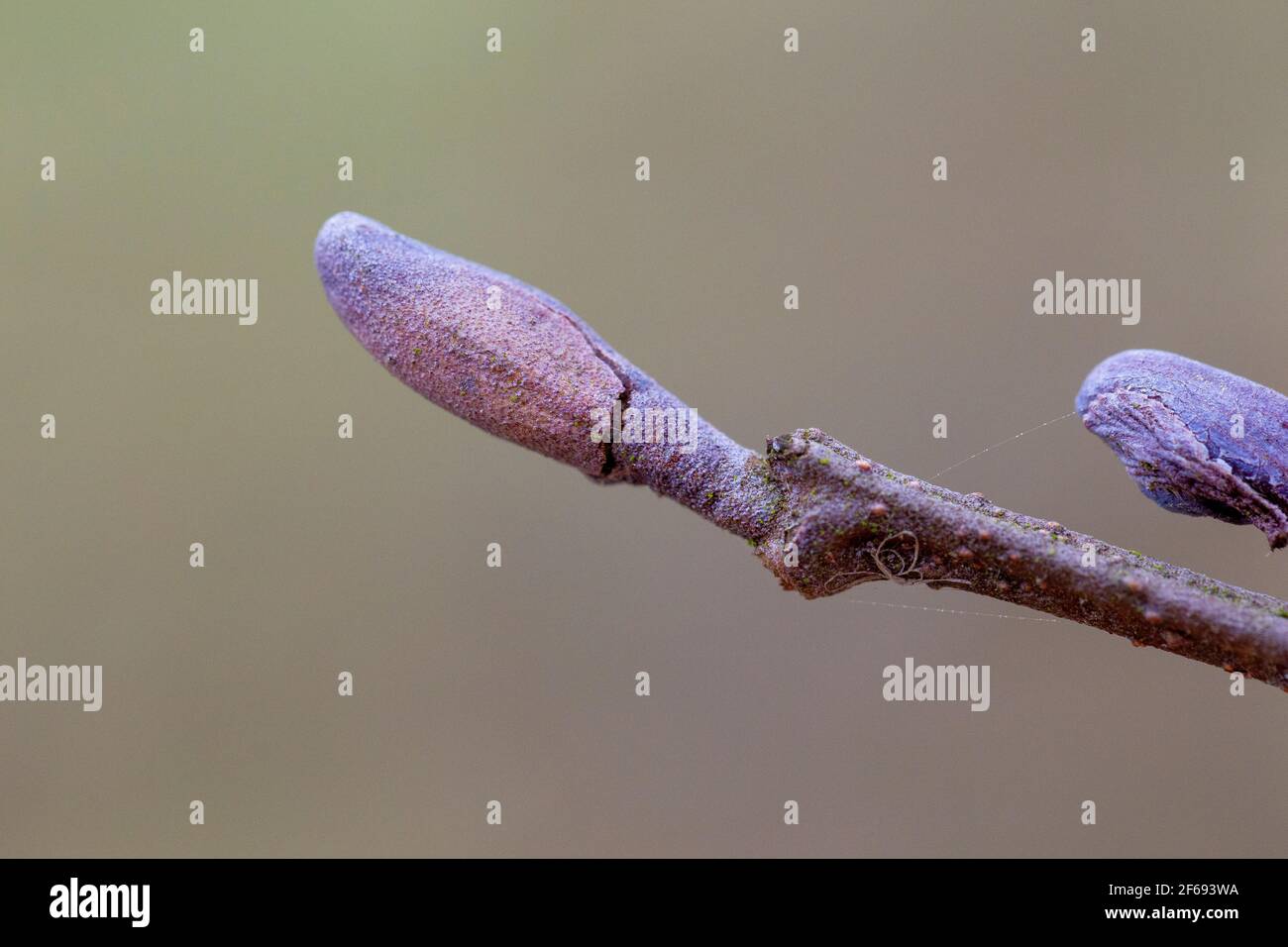 Alnus glutinosa bud Stock Photo - Alamy