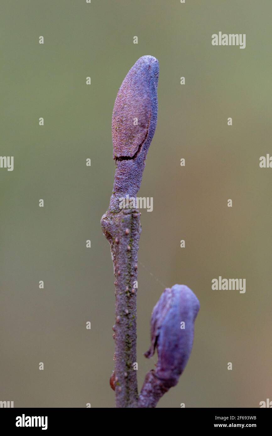 Alnus glutinosa bud Stock Photo - Alamy