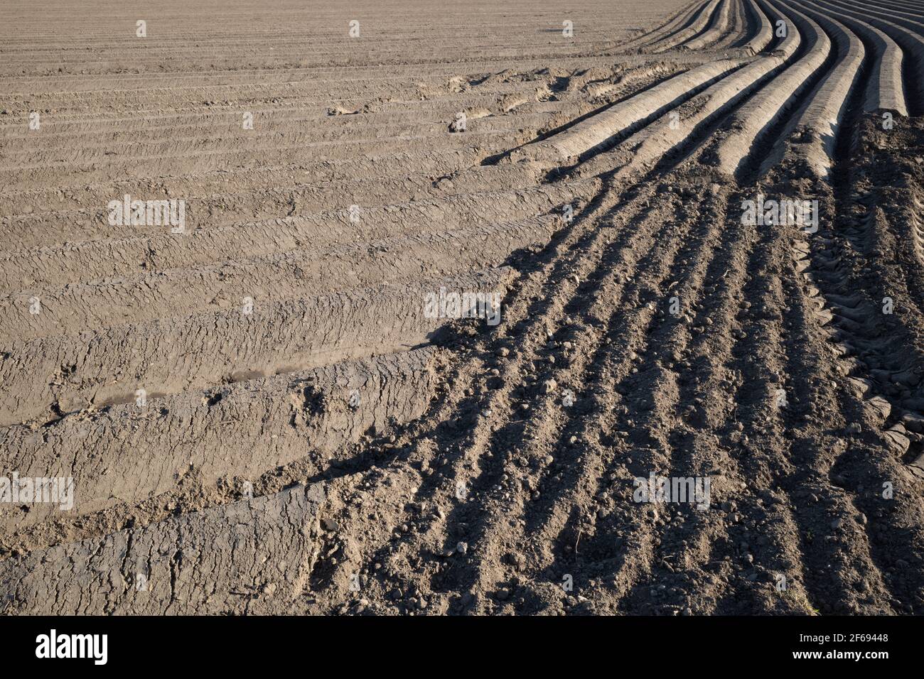 Row of soil mound, preparing soil for Agricultural field to grow plant ...