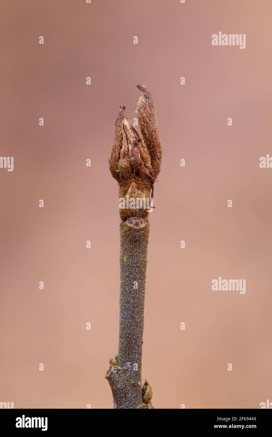 Frangula alnus bud Stock Photo - Alamy