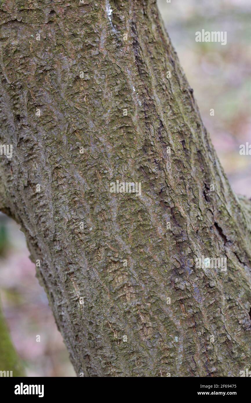 Buckthorn bark hi-res stock photography and images - Alamy