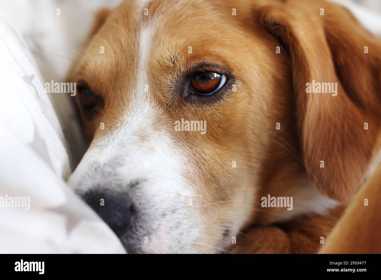 Close-up portrait of sad dog. Concept of animal's health Stock Photo ...
