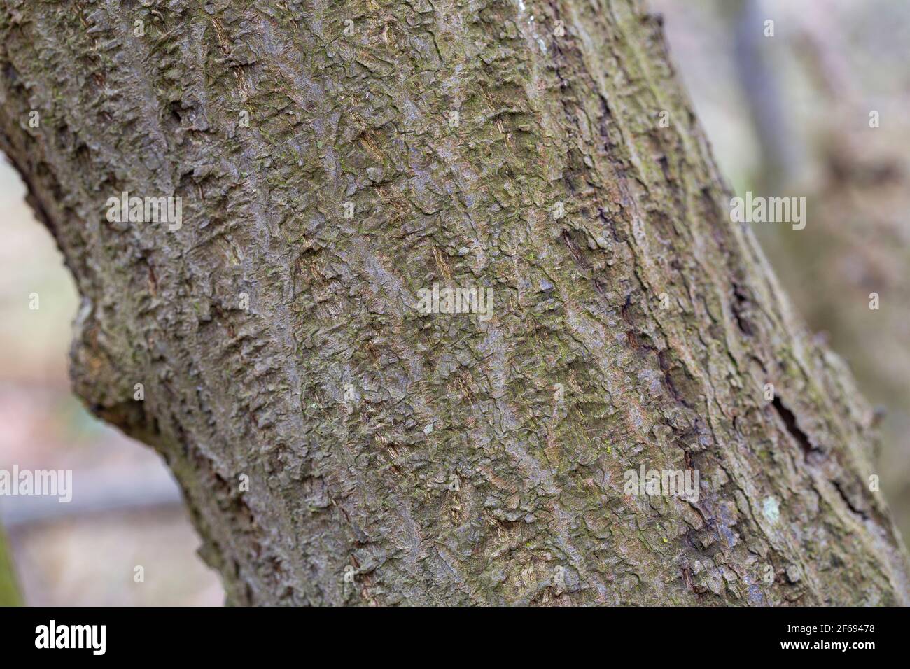 Buckthorn bark hi-res stock photography and images - Alamy