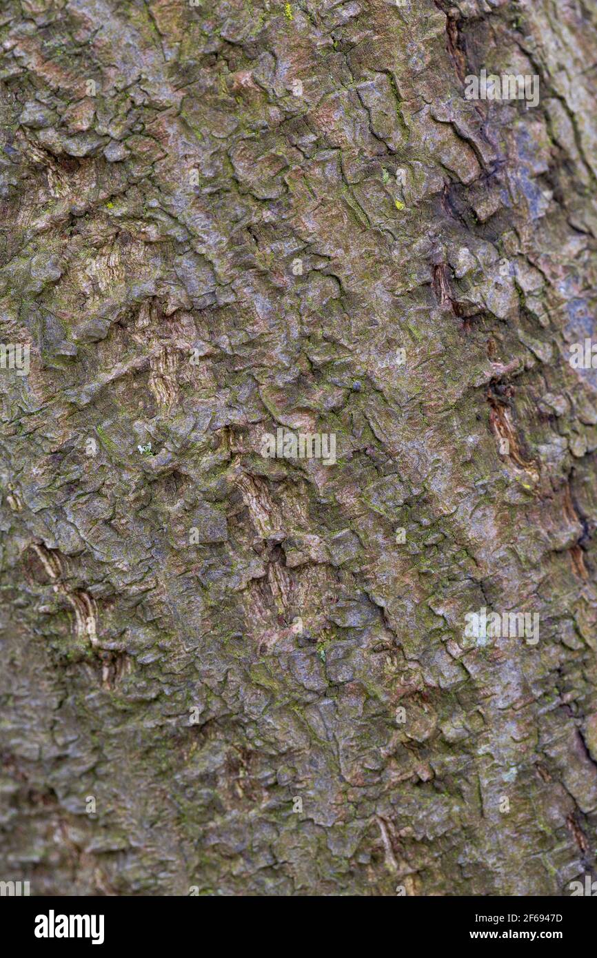 Breaking bark hi-res stock photography and images - Alamy