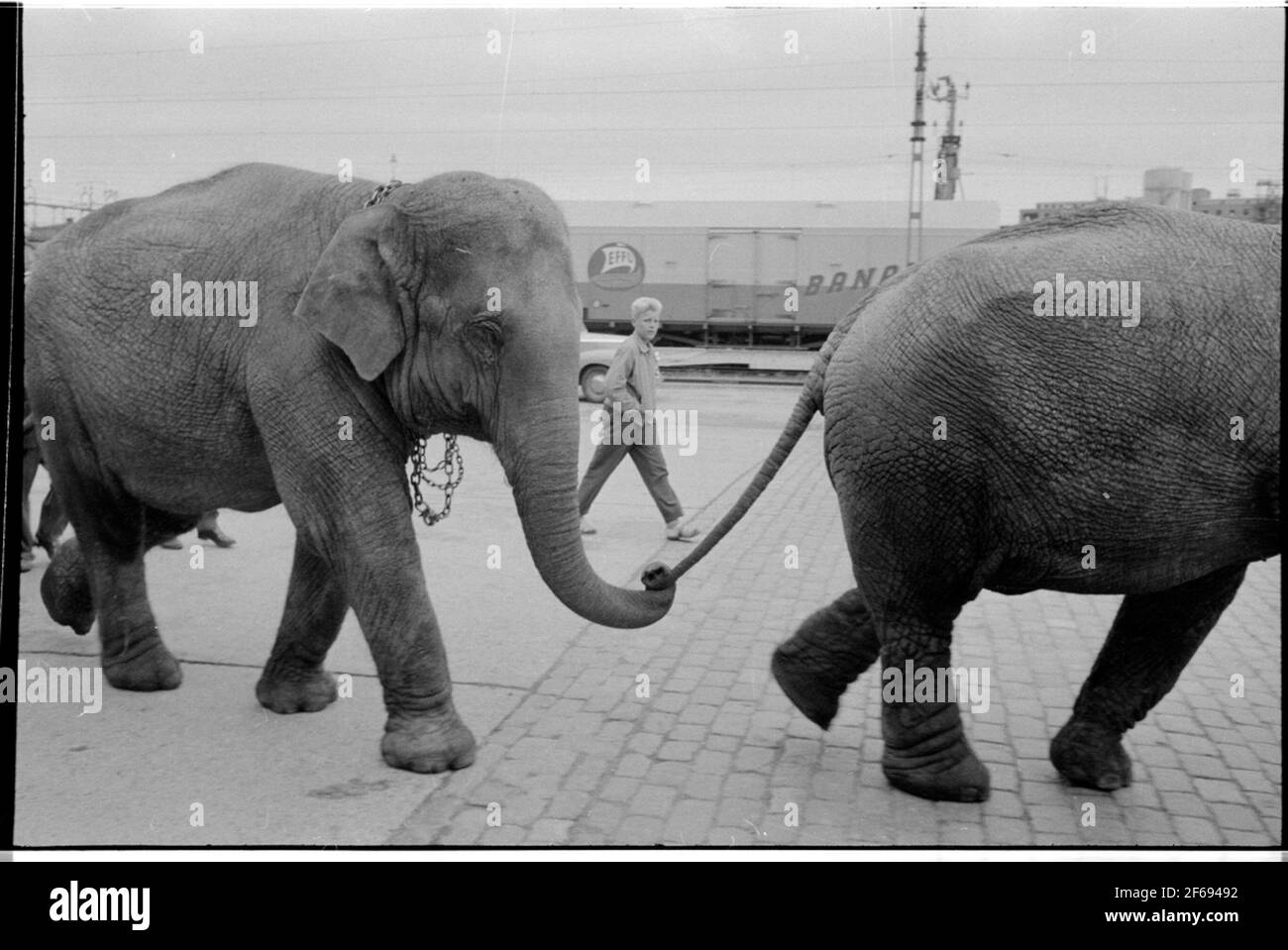 Elephants in rad Stock Photo - Alamy