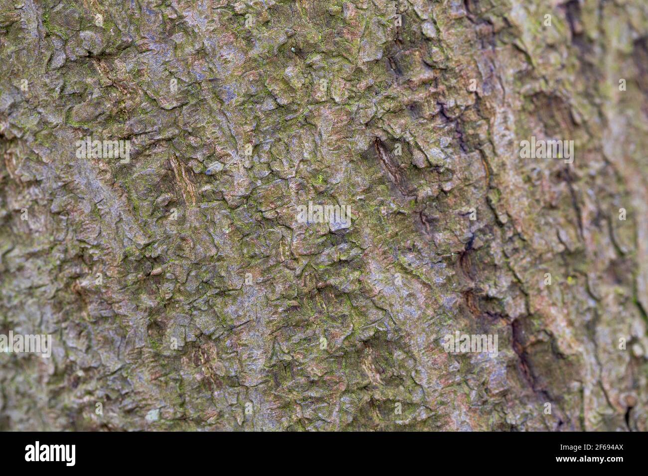 Buckthorn bark hi-res stock photography and images - Alamy