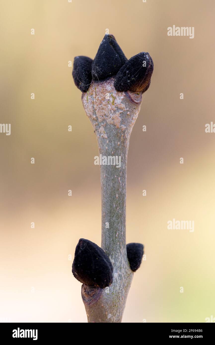 Fraxinus excelsior bud Stock Photo - Alamy
