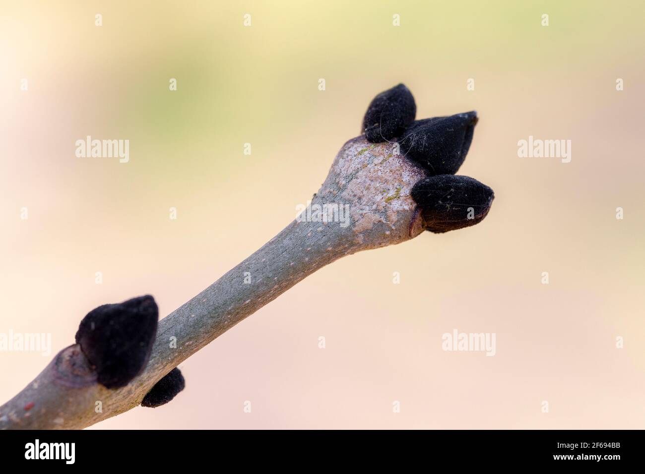 European ash fraxinus excelsior bud hi-res stock photography and images ...