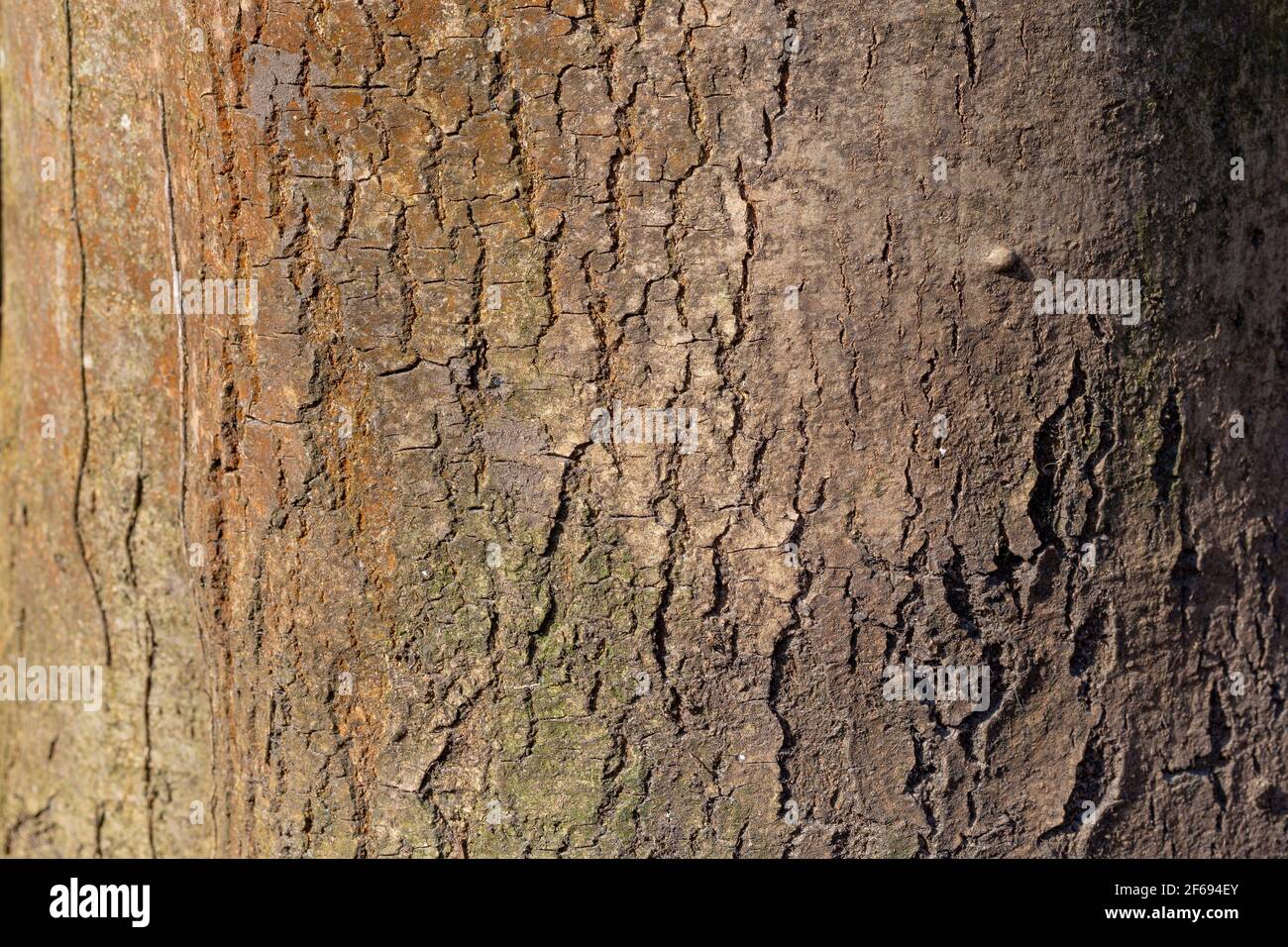 Fraxinus excelsior bark Stock Photo - Alamy