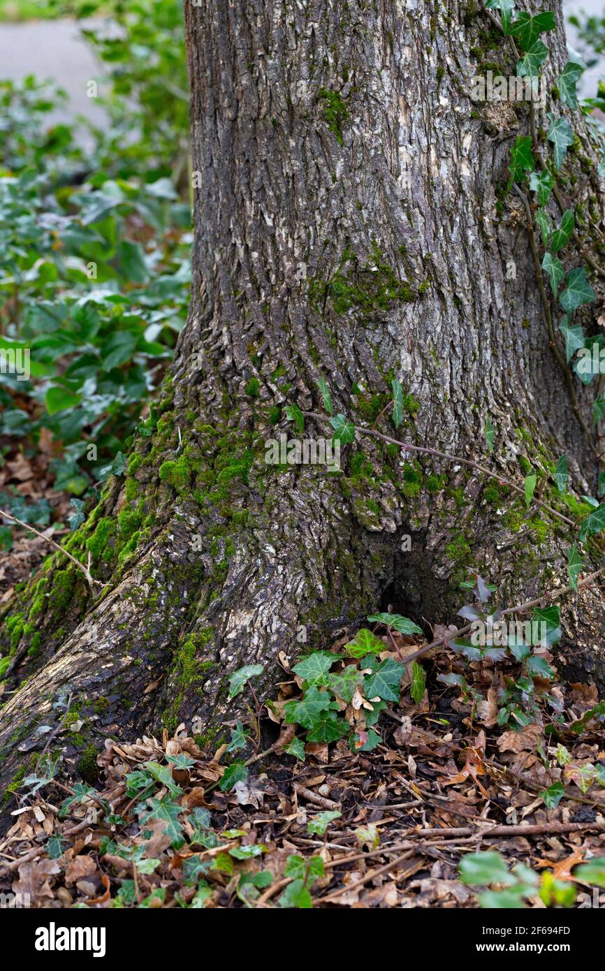 Acer campestre trunk base Stock Photo - Alamy