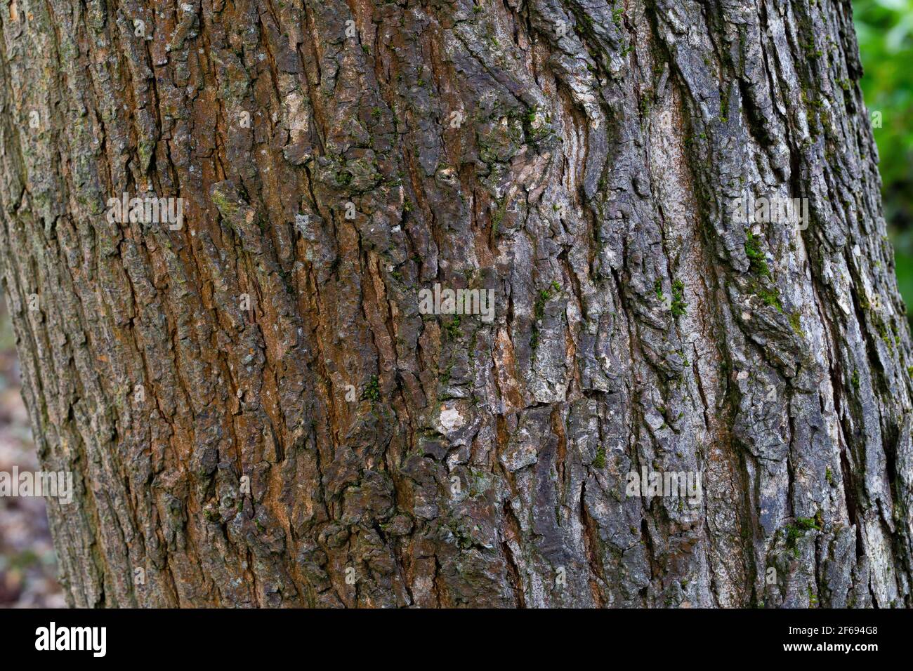 Acer campestre bark hi-res stock photography and images - Alamy