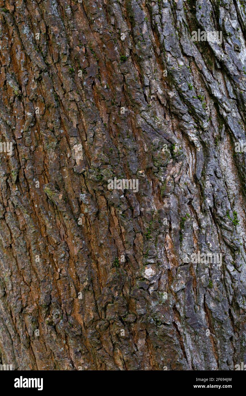 Acer campestre bark hi-res stock photography and images - Alamy