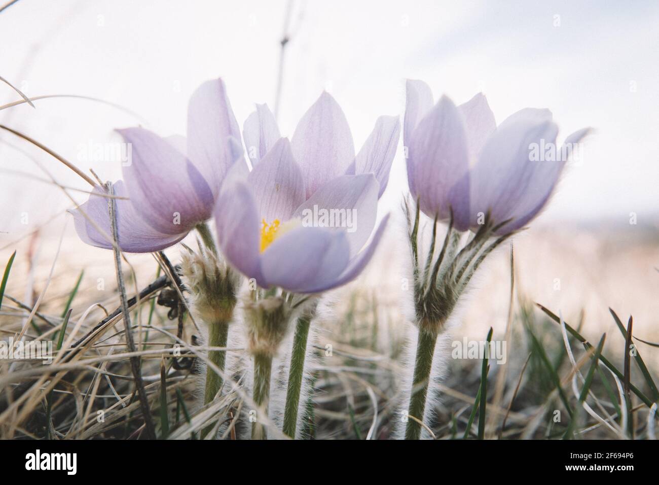 Prairie crocus canada hi-res stock photography and images - Alamy