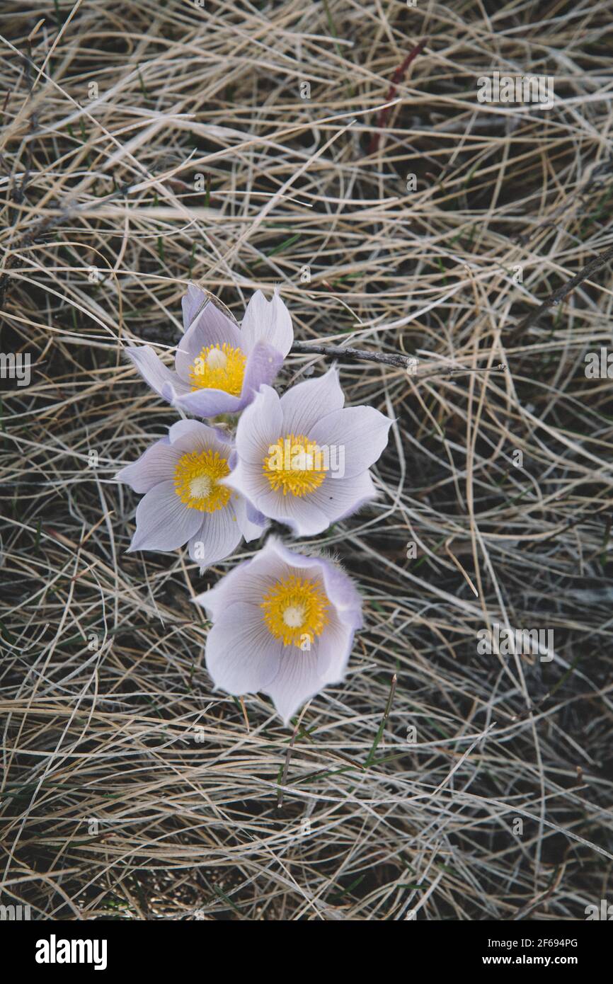 Prairie crocus hi-res stock photography and images - Alamy