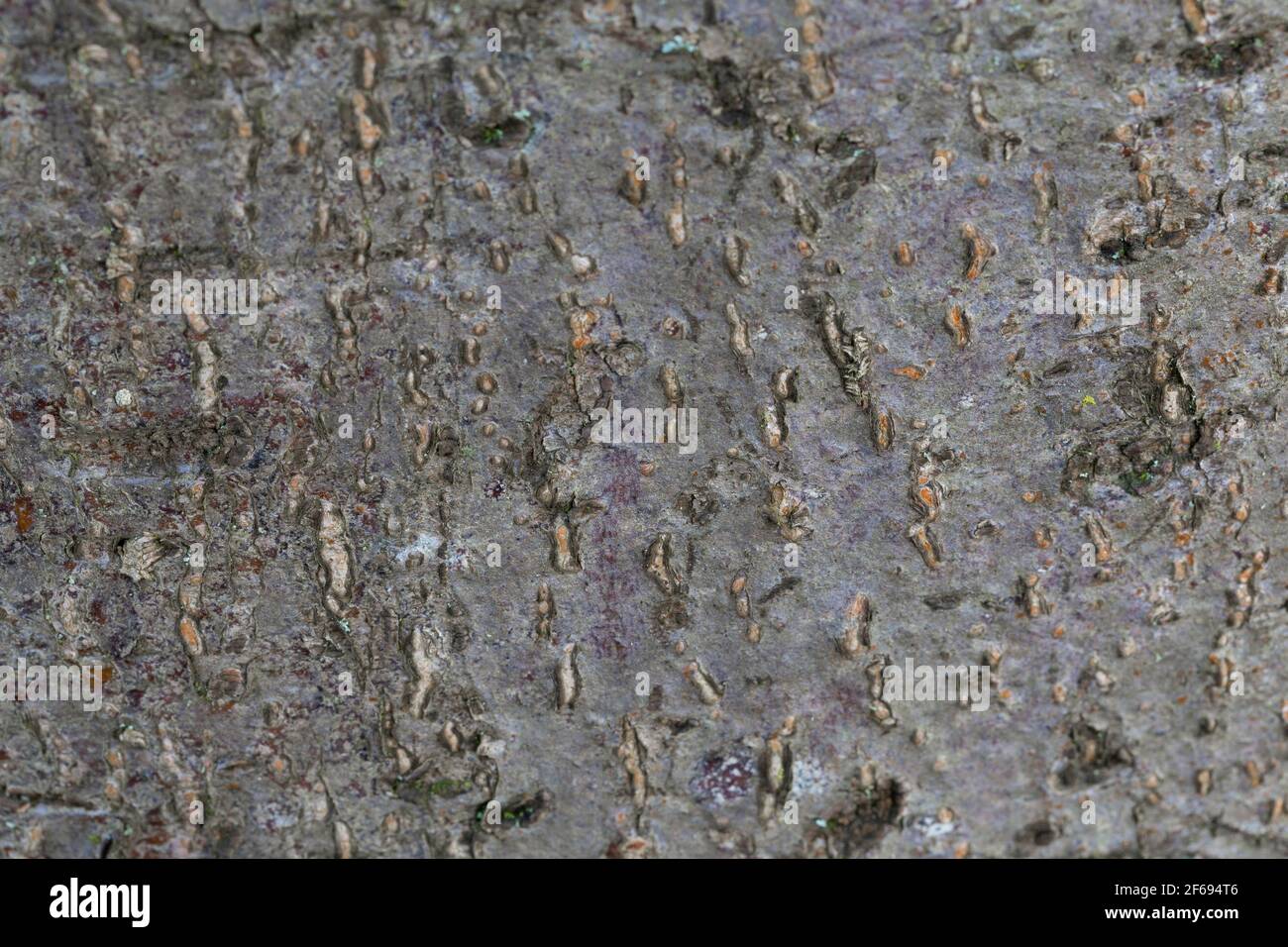 Prunus padus bark Stock Photo - Alamy