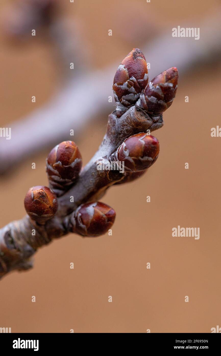 Prunus avium bud Stock Photo - Alamy