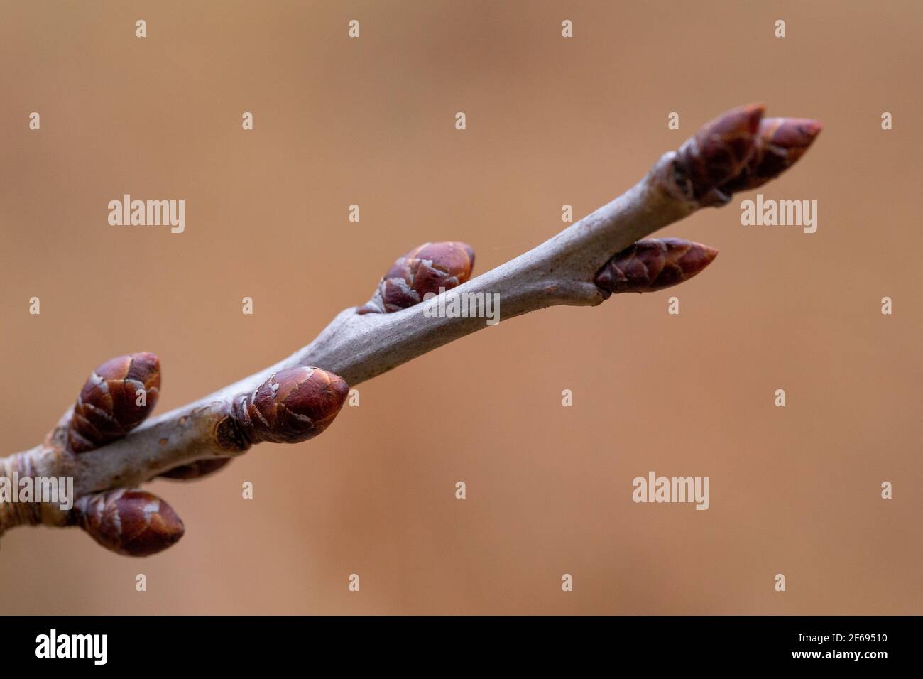 Prunus avium bud Stock Photo - Alamy