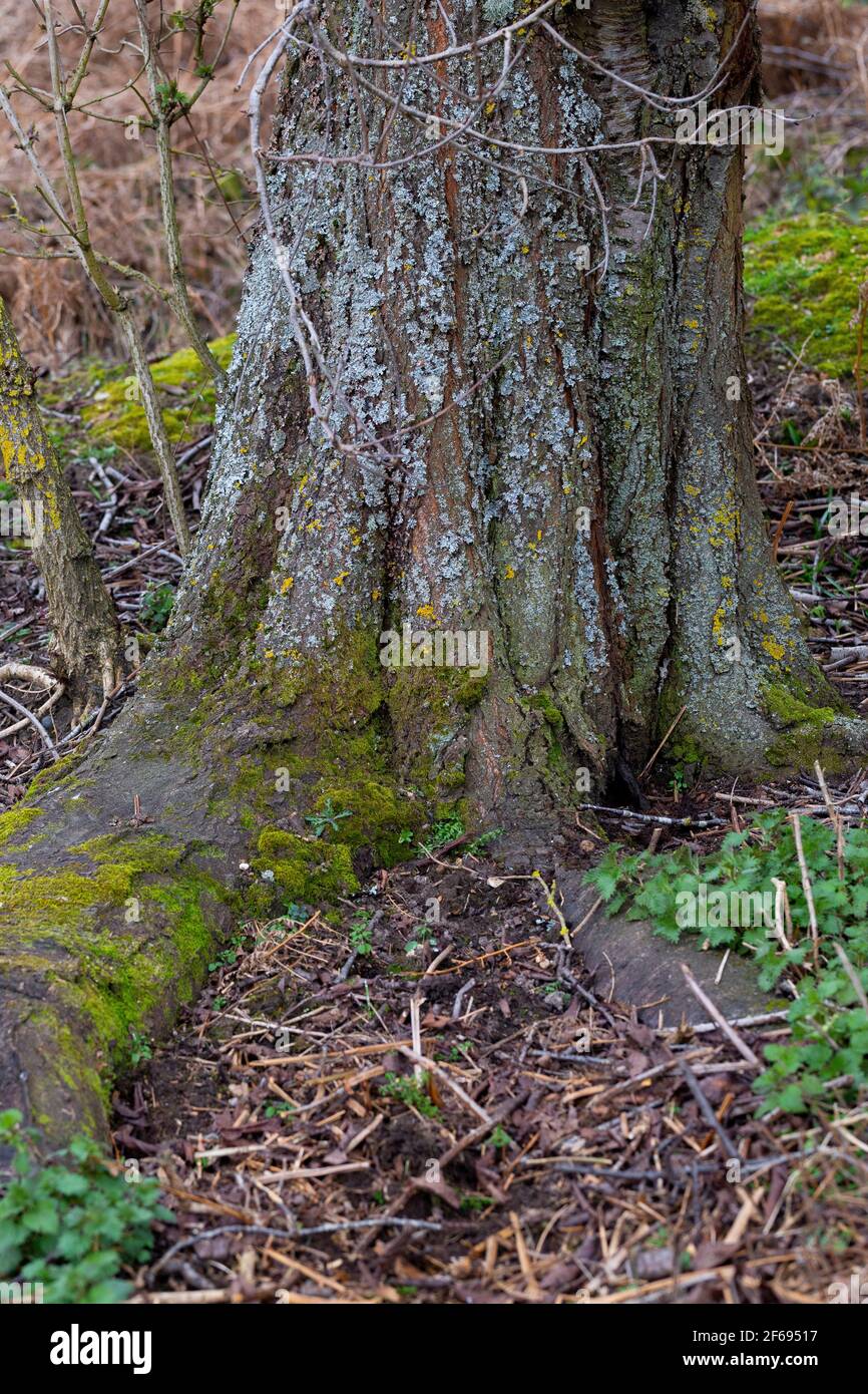 Prunus avium trunk base Stock Photo - Alamy