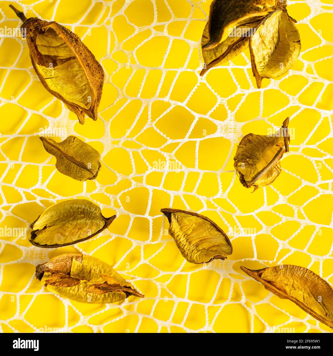 Top down view on mesh with dry leaves over the yellow background Stock ...