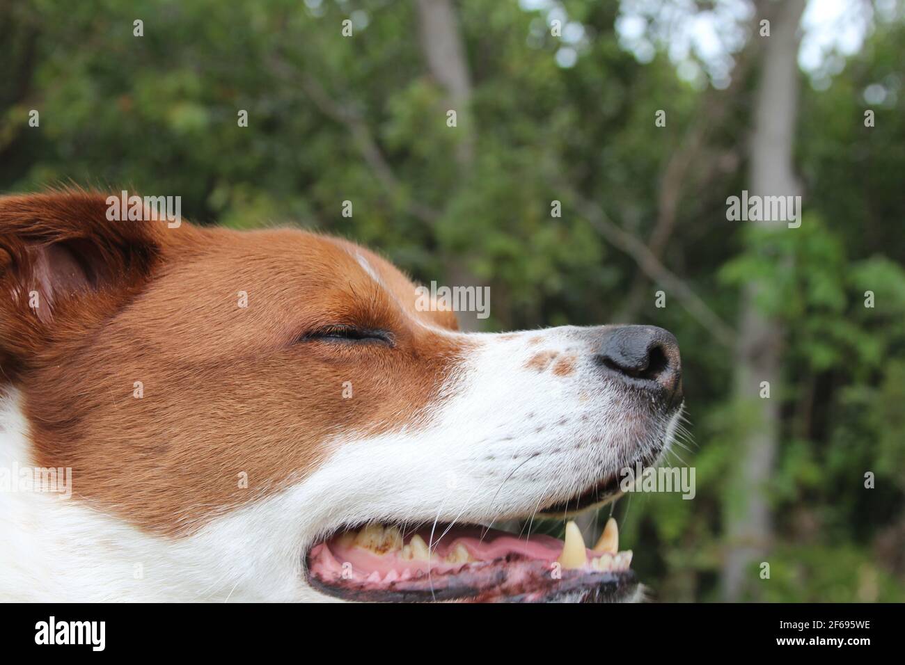 Dog close up shots outside Stock Photo - Alamy