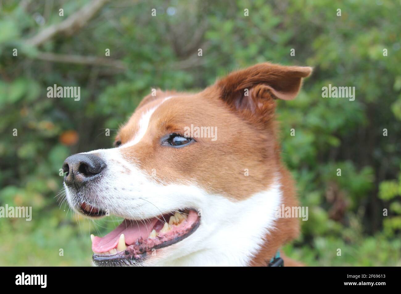 Dog close up shots outside Stock Photo - Alamy