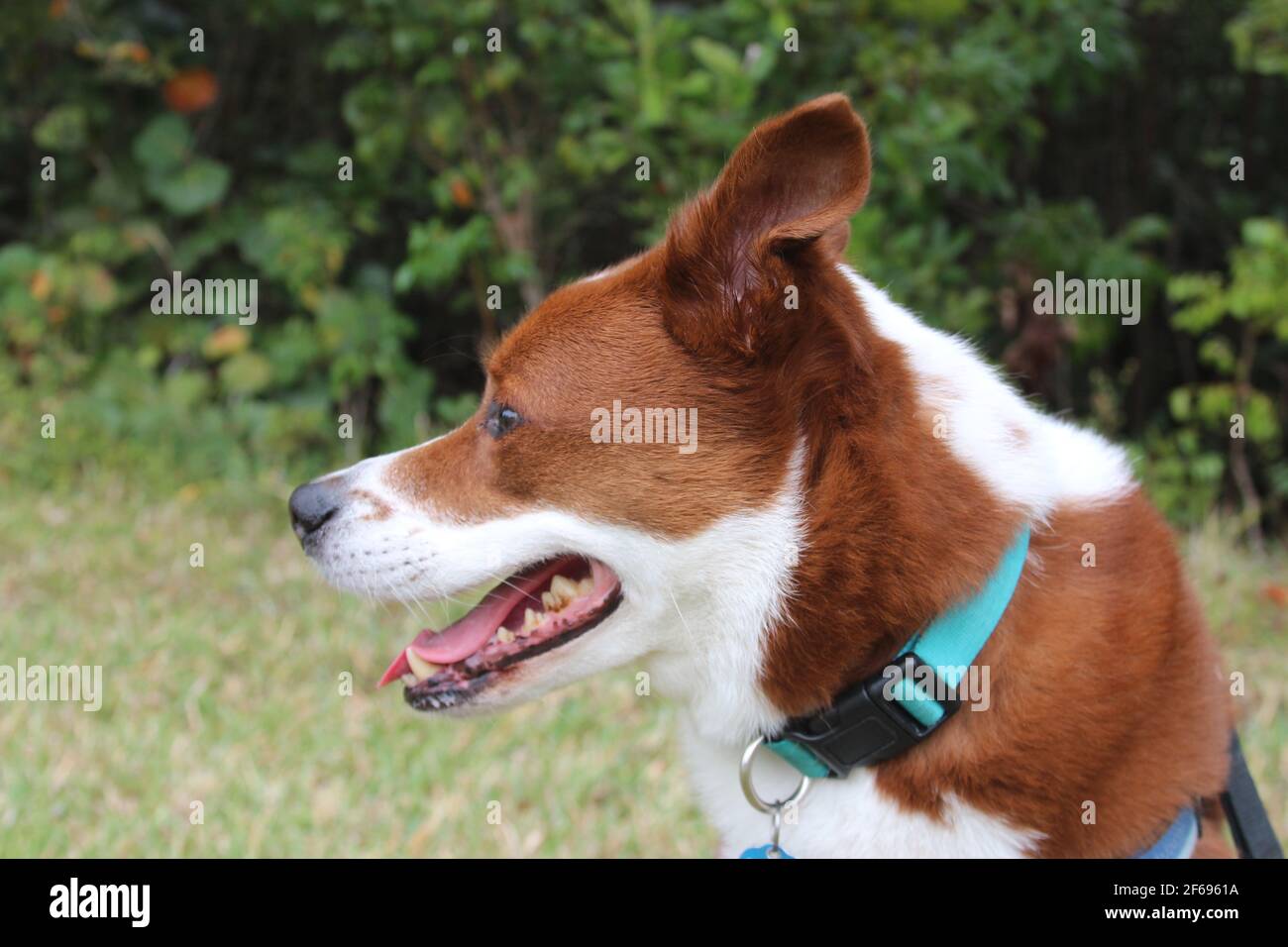 Dog close up shots outside Stock Photo - Alamy